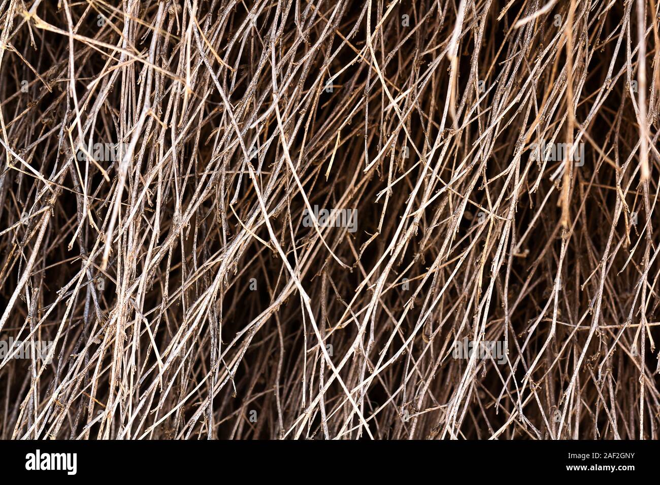 Close up dry tree branch texture, abstract background Stock Photo - Alamy