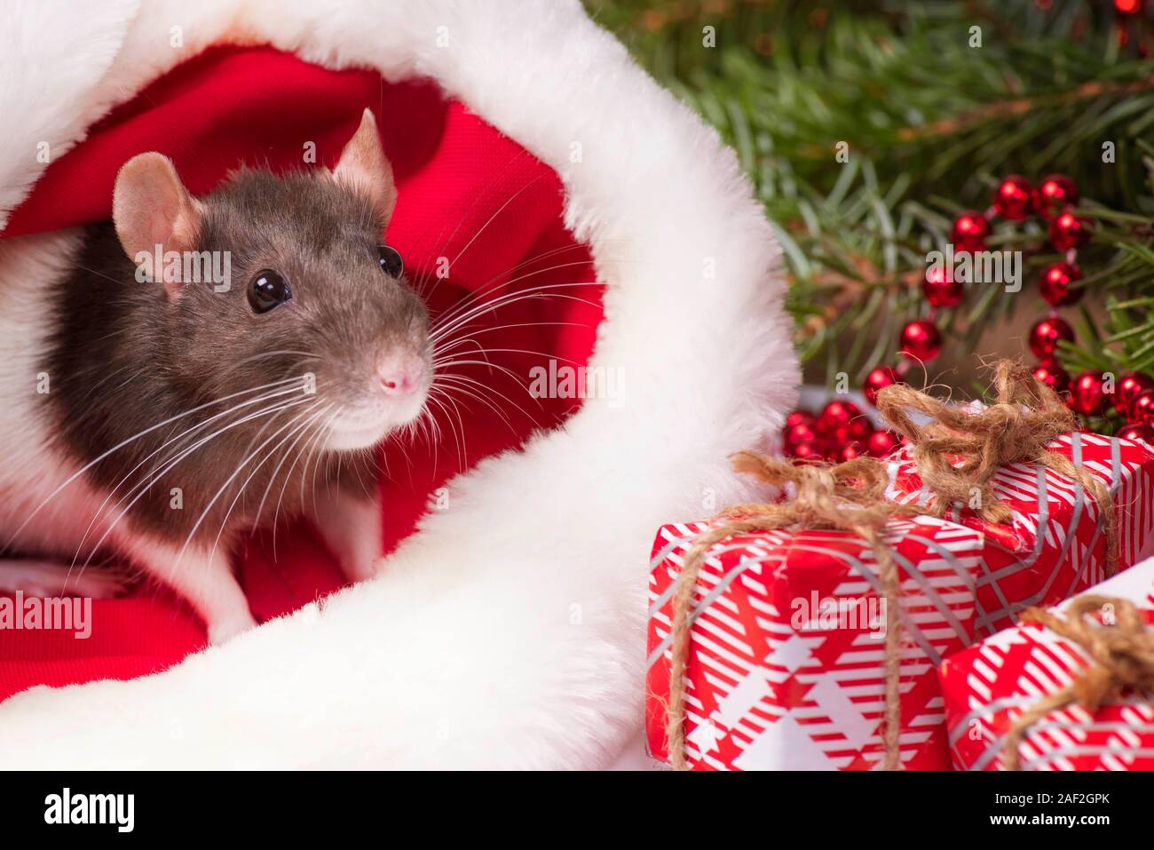 A little fluffy rat sits in a festive gift box. Christmas hat Santa ...
