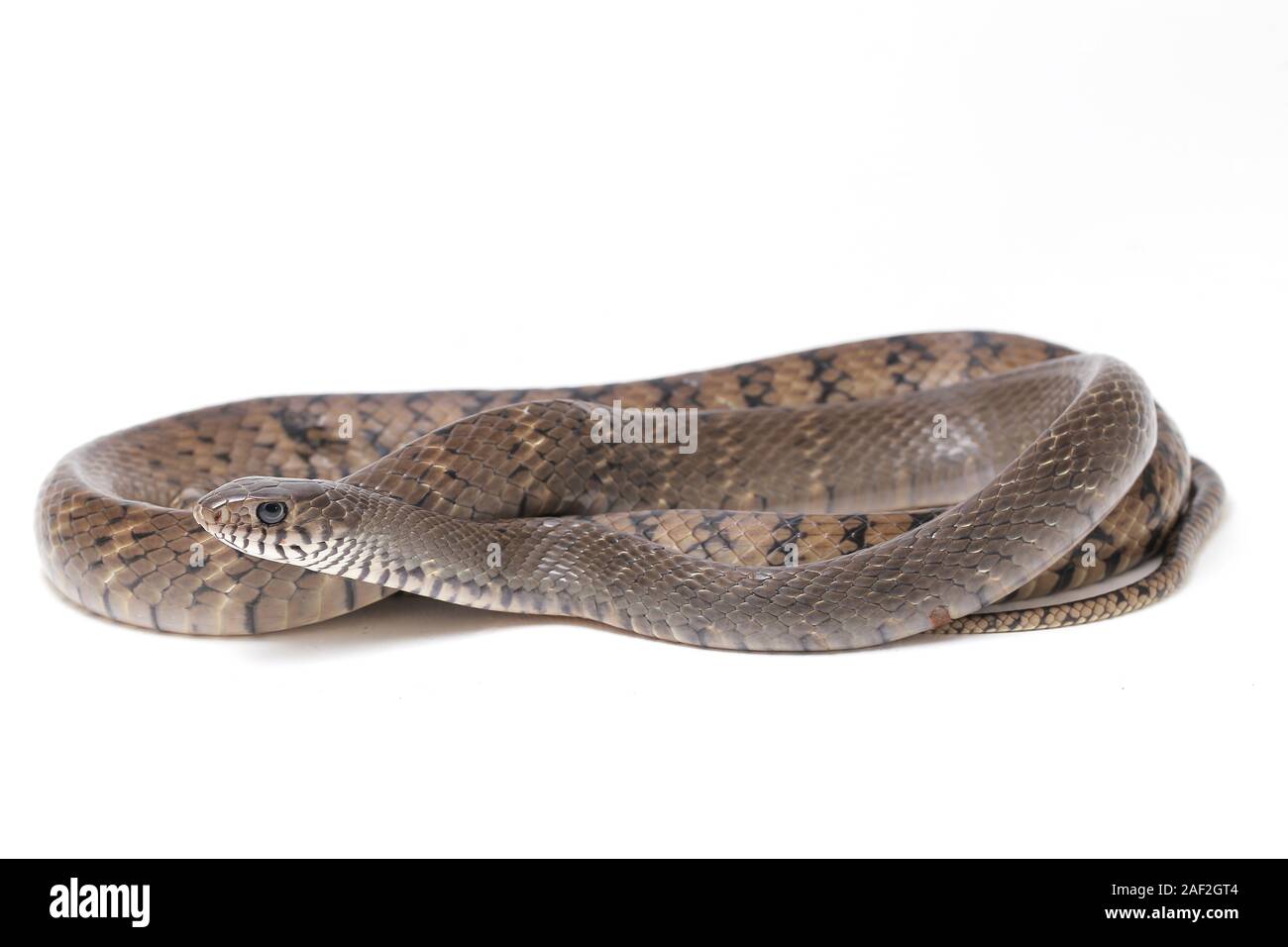 Indian rat snake ptyas mucosa Cut Out Stock Images & Pictures - Alamy