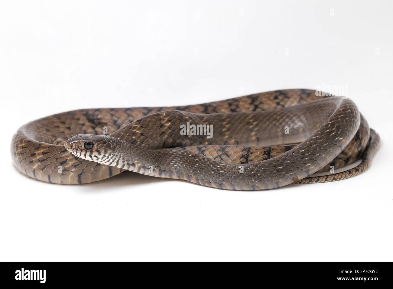 Ptyas mucosa, the oriental ratsnake, Indian rat snake, Isolated on ...