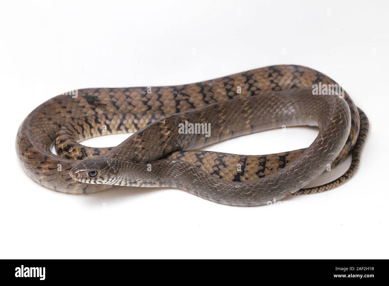 Ptyas mucosa, the oriental ratsnake, Indian rat snake, Isolated on ...