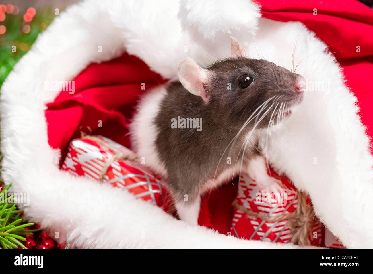 Cute white domestic rat in a New Year's decor. A cute rat is sitting in ...