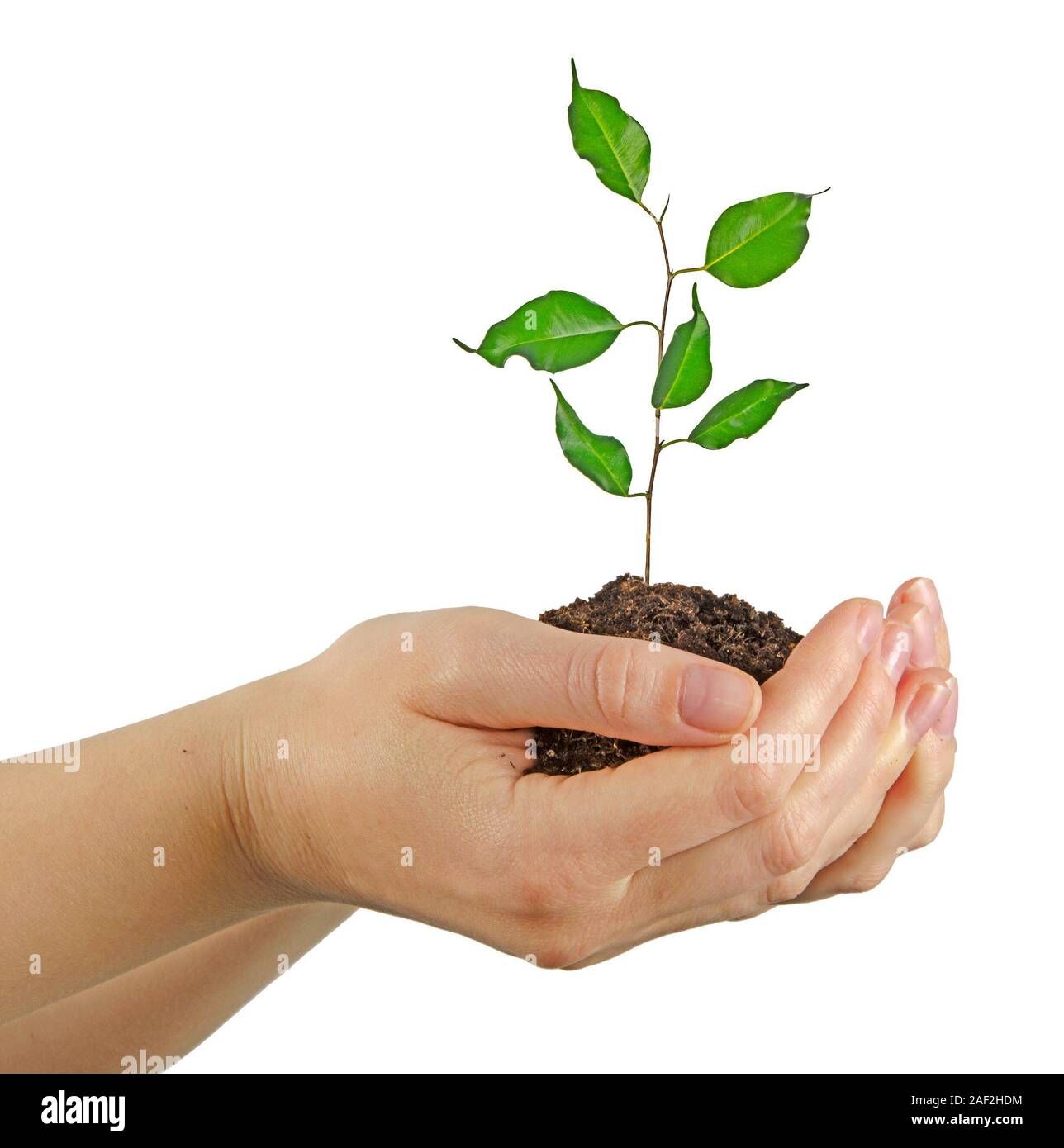Sapling in hands Stock Photo - Alamy