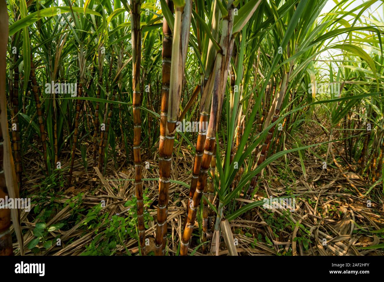 Sugarcane planted to produce sugar and food. Food industry. Sugar cane ...
