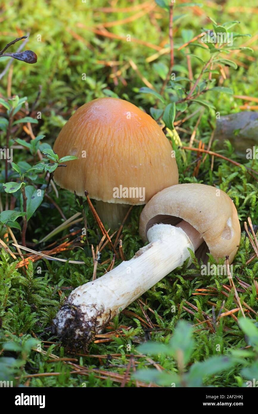 Cortinarius caperatus, known as the gypsy mushroom, wild edible ...