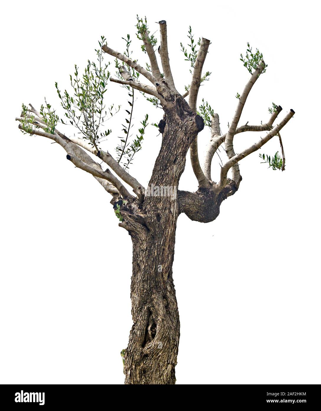 Dry tree on white background Stock Photo - Alamy