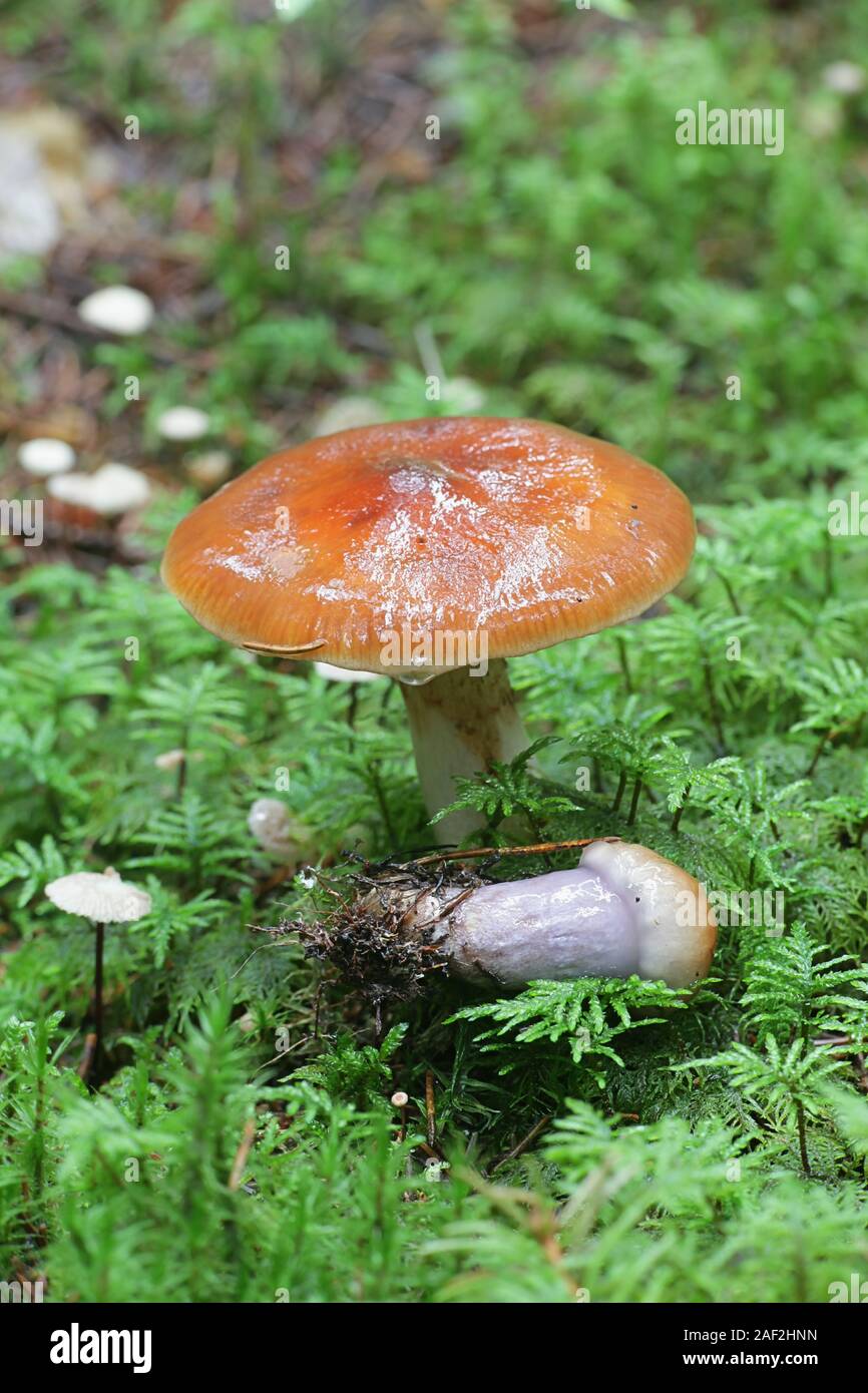 Blue girdled webcap mushroom hi-res stock photography and images - Alamy