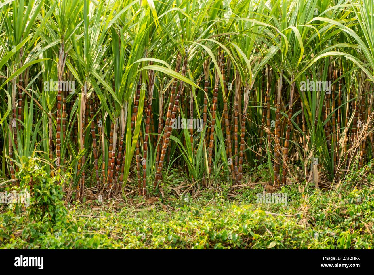Sugarcane planted to produce sugar and food. Food industry. Sugar cane ...