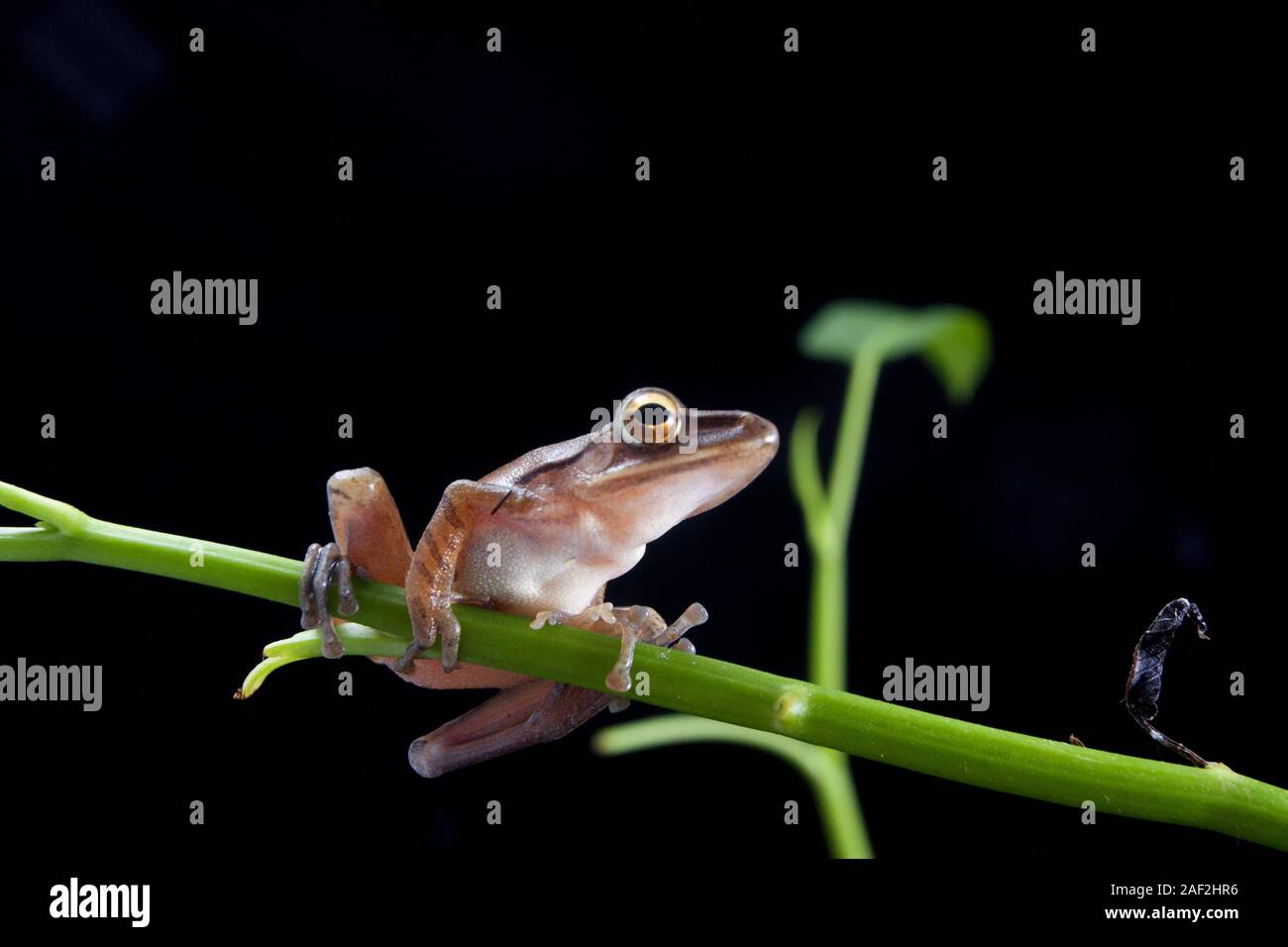 Common Southeast Asian Tree Frog - Polypedates leucomystax,on green ...