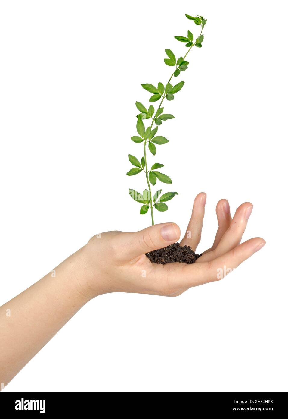 plant in hand Stock Photo - Alamy