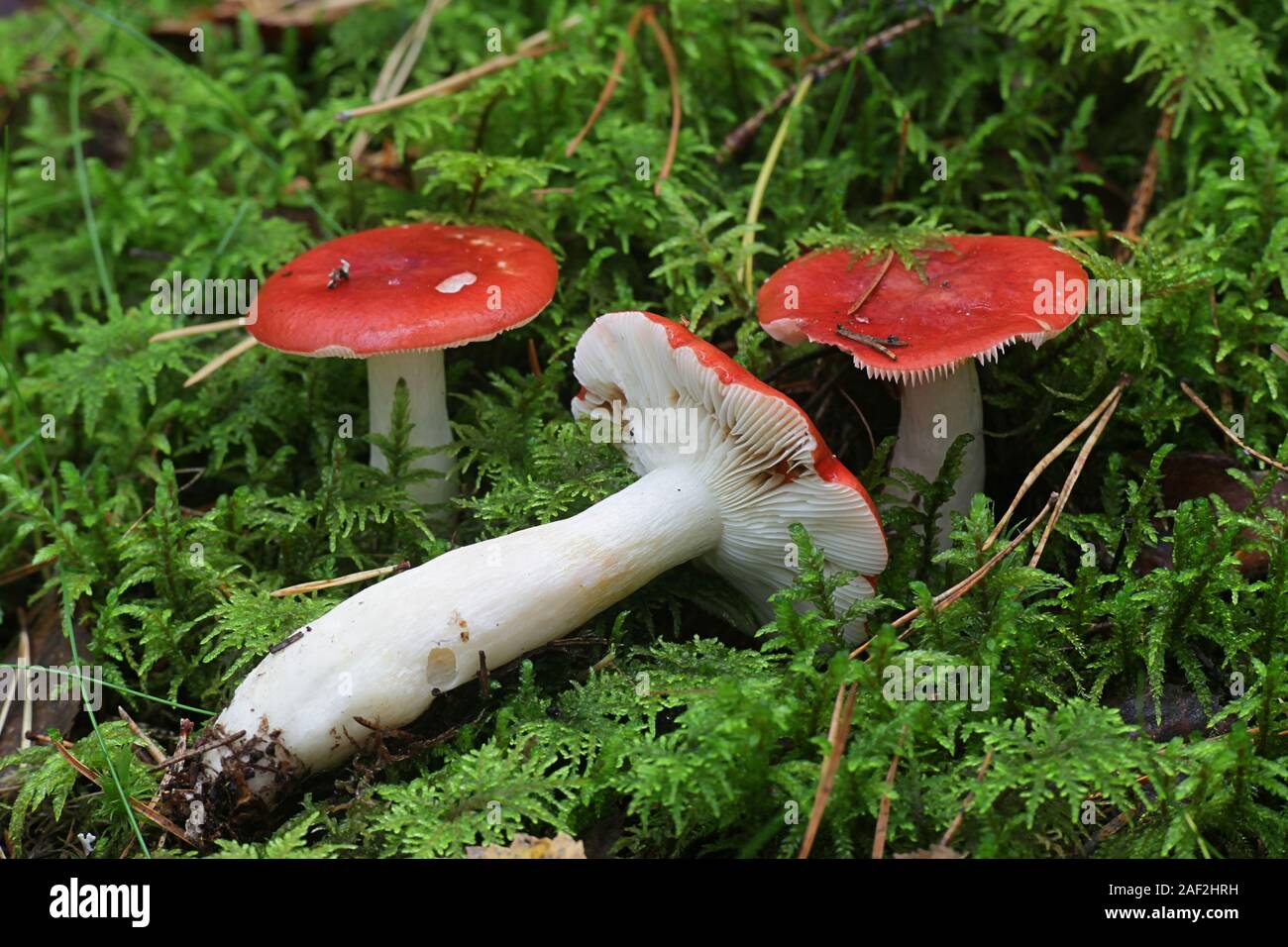 Russula rhodopus, red brittlegill, wild mushroom from Finland Stock ...