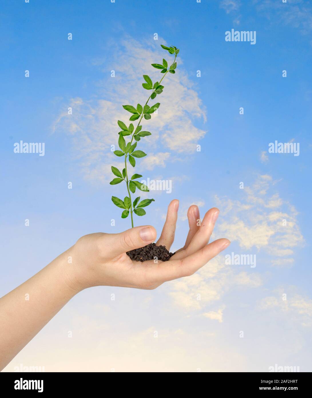 plant in hand Stock Photo - Alamy
