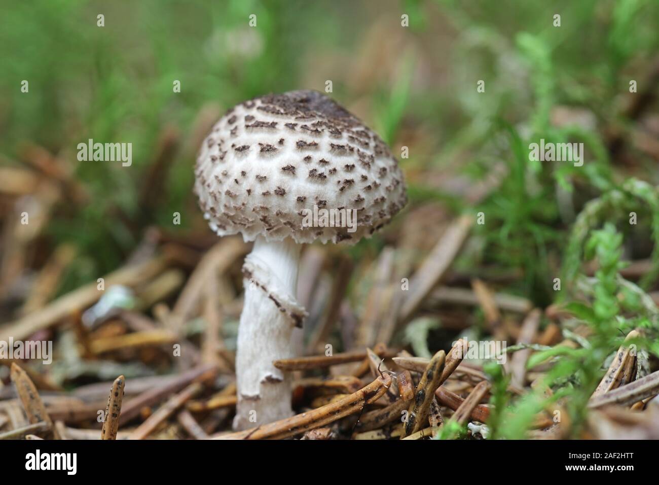 Felina hi-res stock photography and images - Alamy