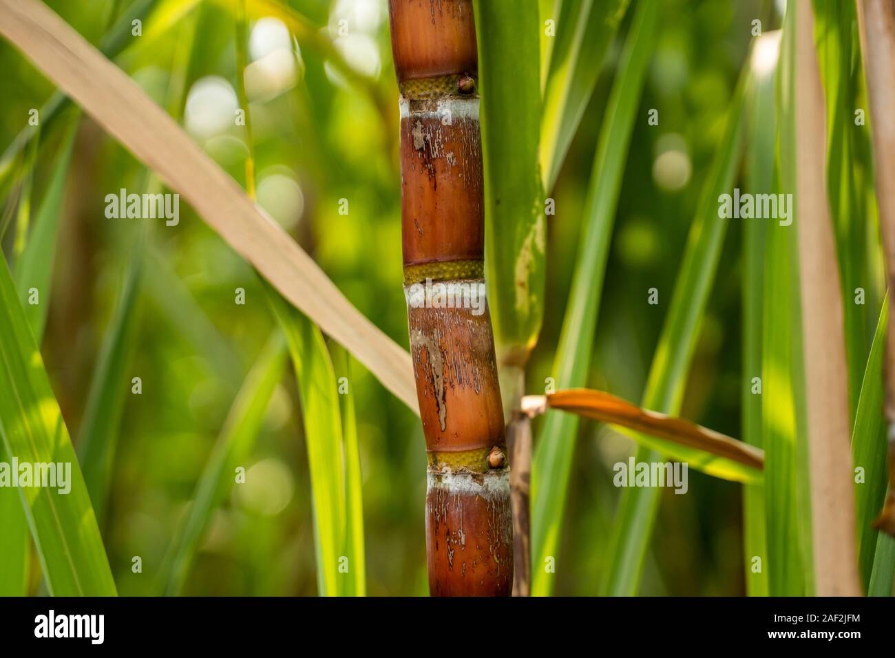 Sugarcane Stem