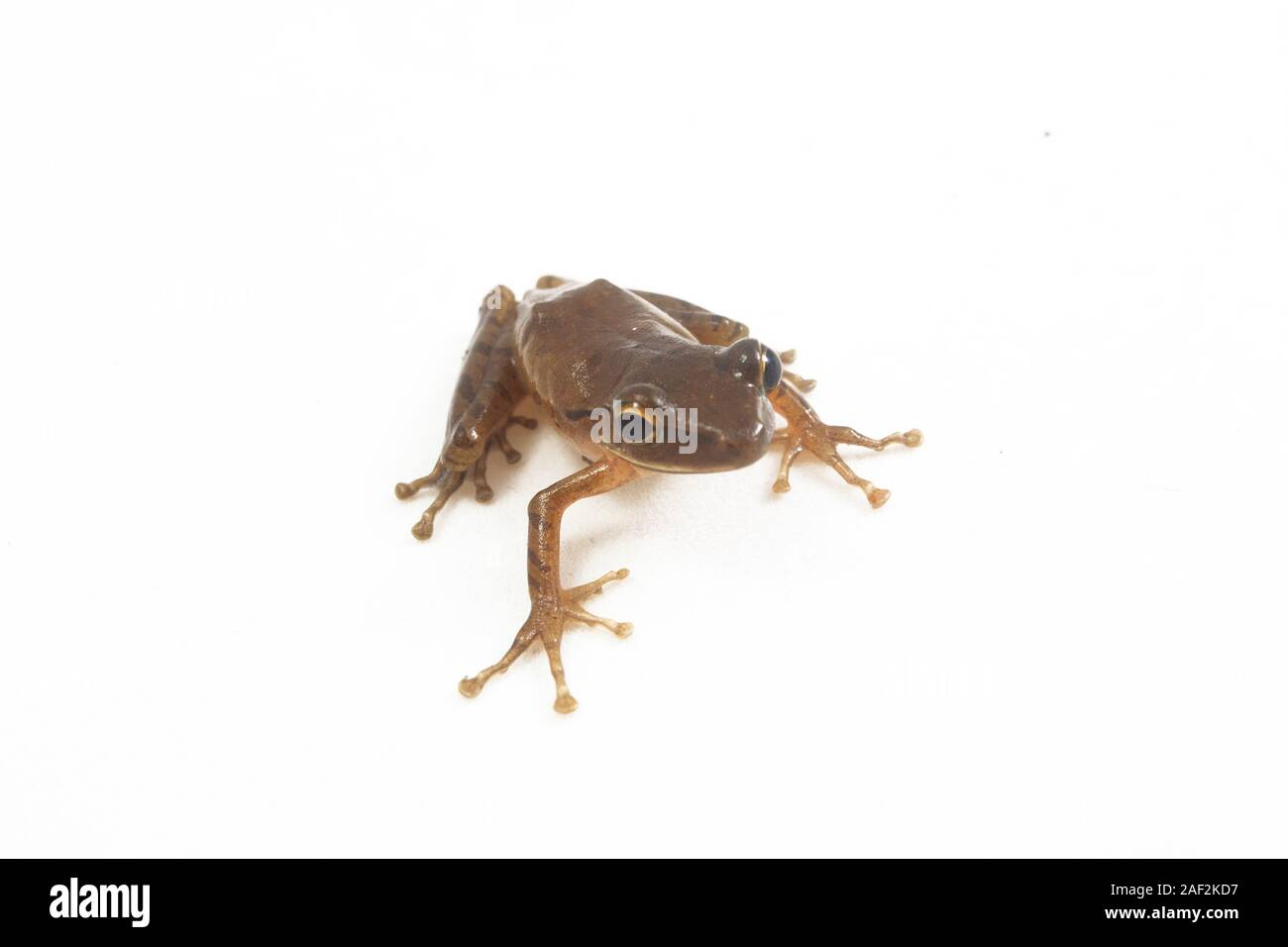 Common Southeast Asian Tree Frog - Polypedates leucomystax isolated on ...