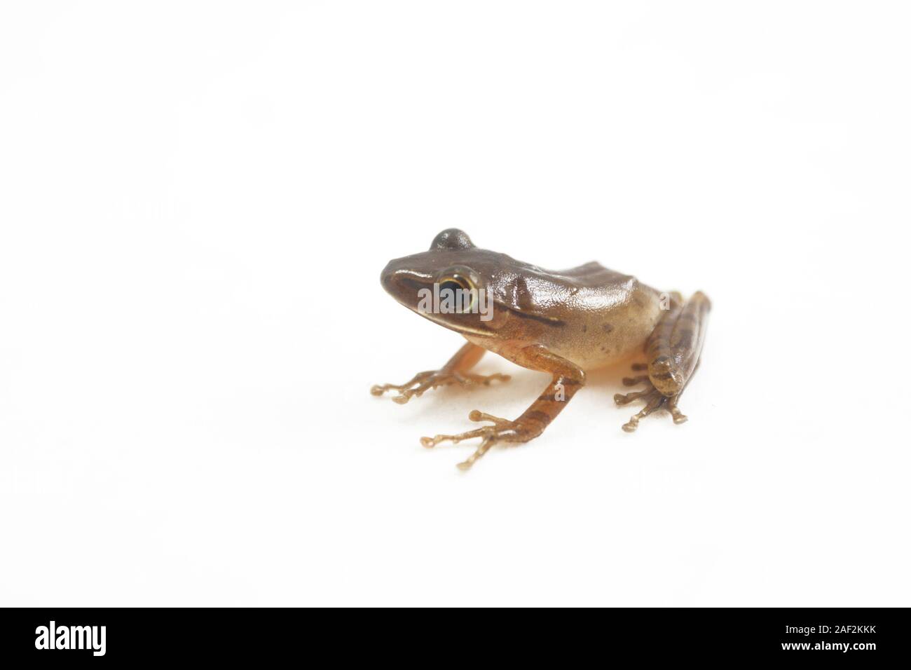 Common Southeast Asian Tree Frog - Polypedates leucomystax isolated on ...