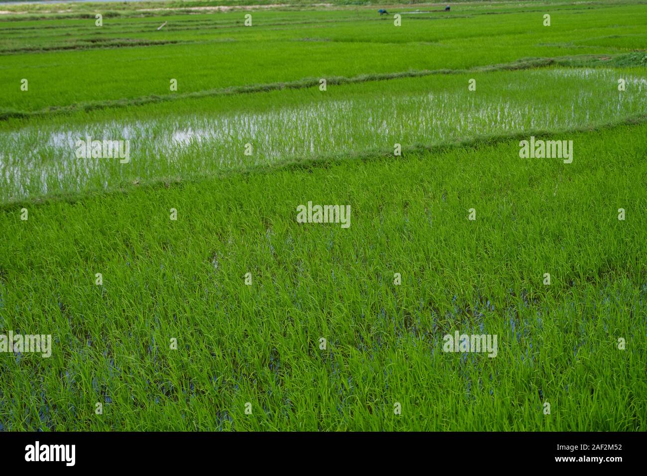 Green rice field in a daylight. Harvest of rice. Beautiful terraces of ...