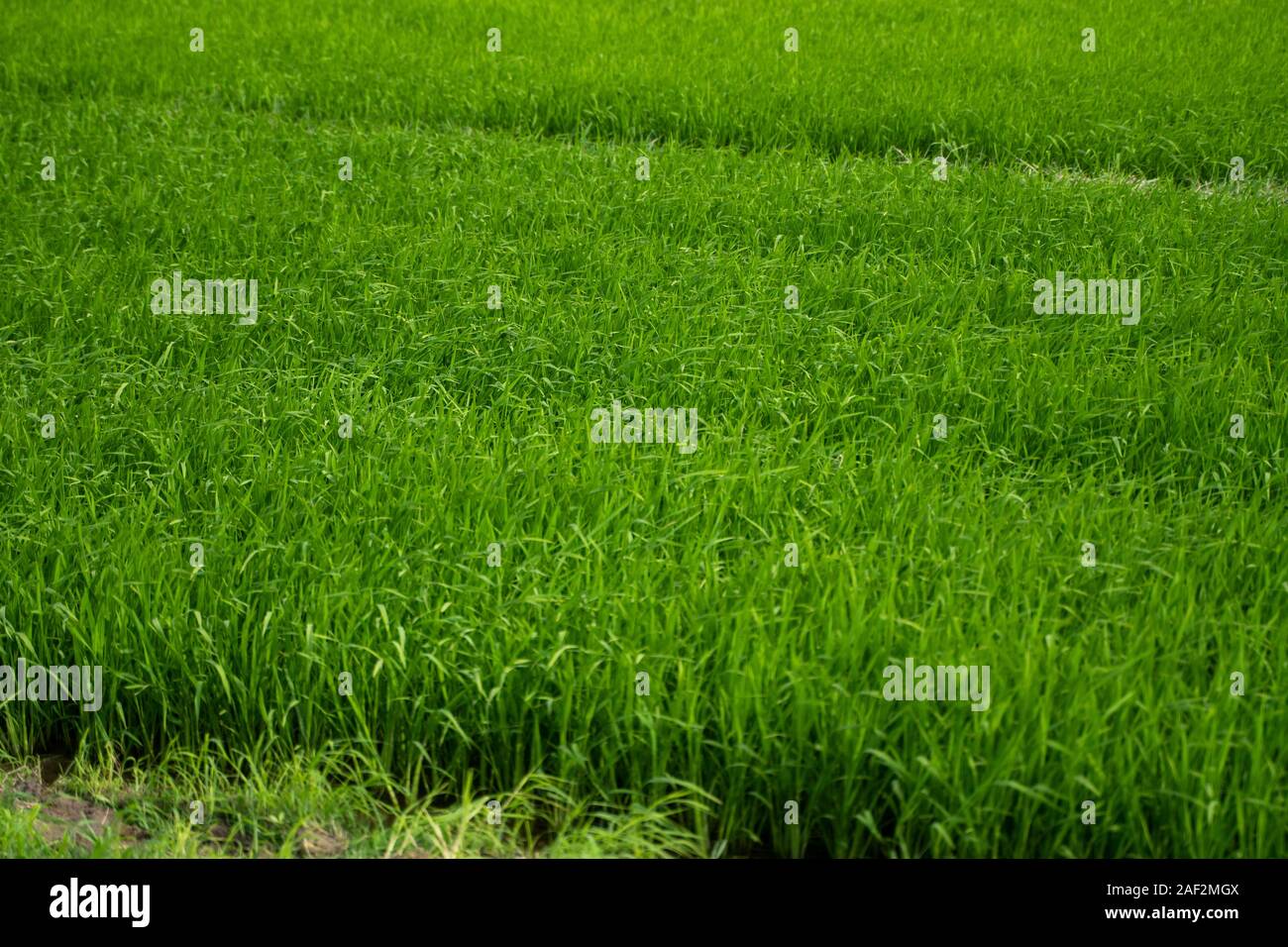 Green rice field in a daylight. Harvest of rice. Beautiful terraces of ...