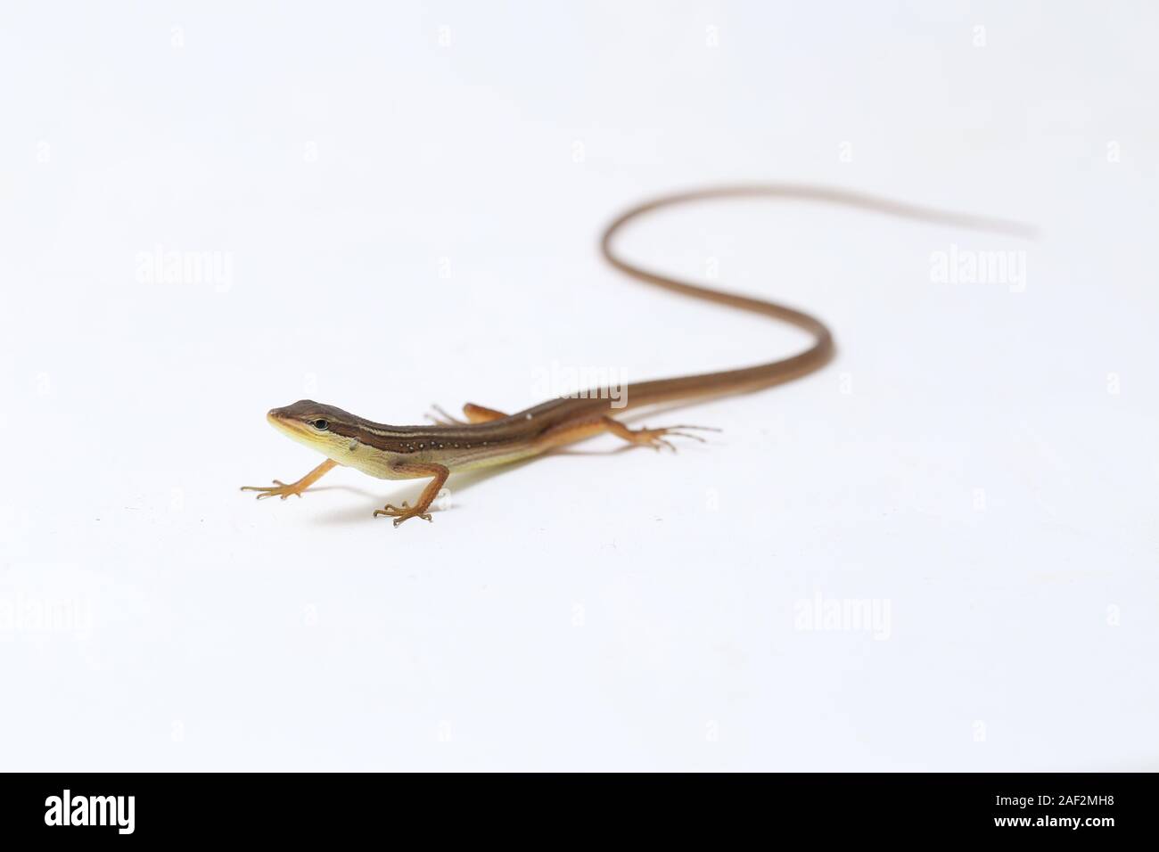 Long tailed grass lizard takydromus sexlineatus hi-res stock ...