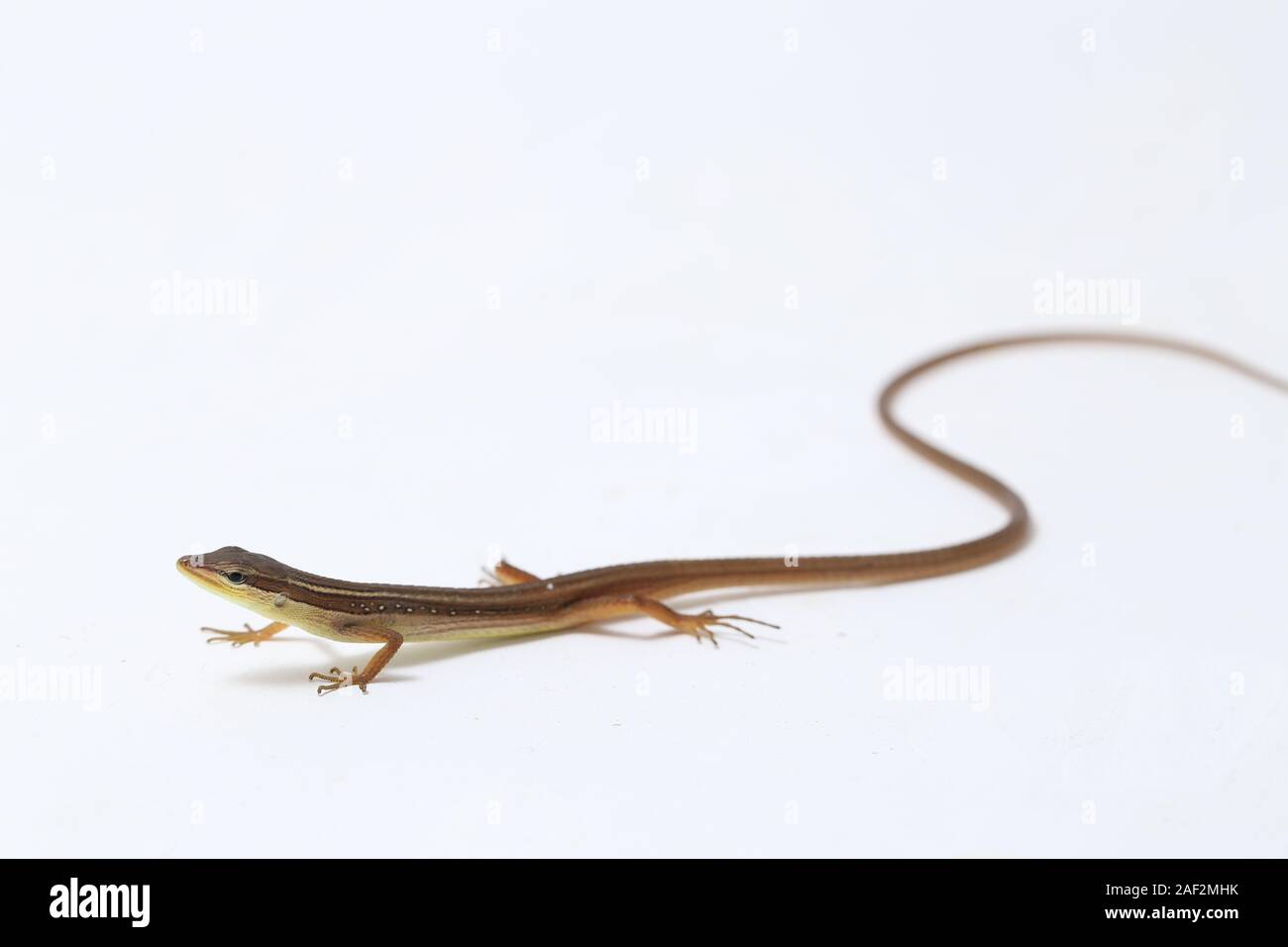 Long tailed grass lizard takydromus sexlineatus hi-res stock ...