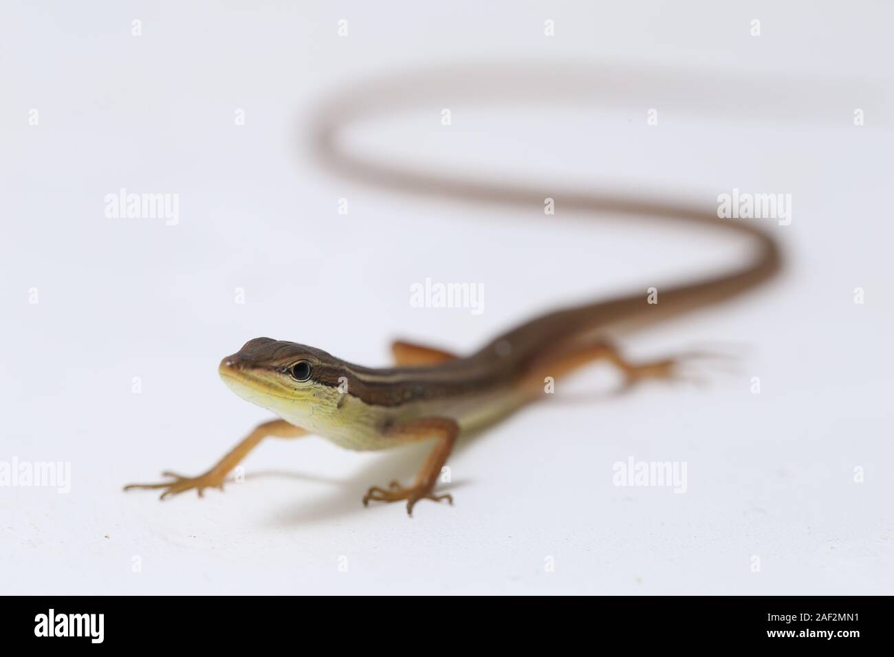 Long tailed grass lizard takydromus sexlineatus hi-res stock ...