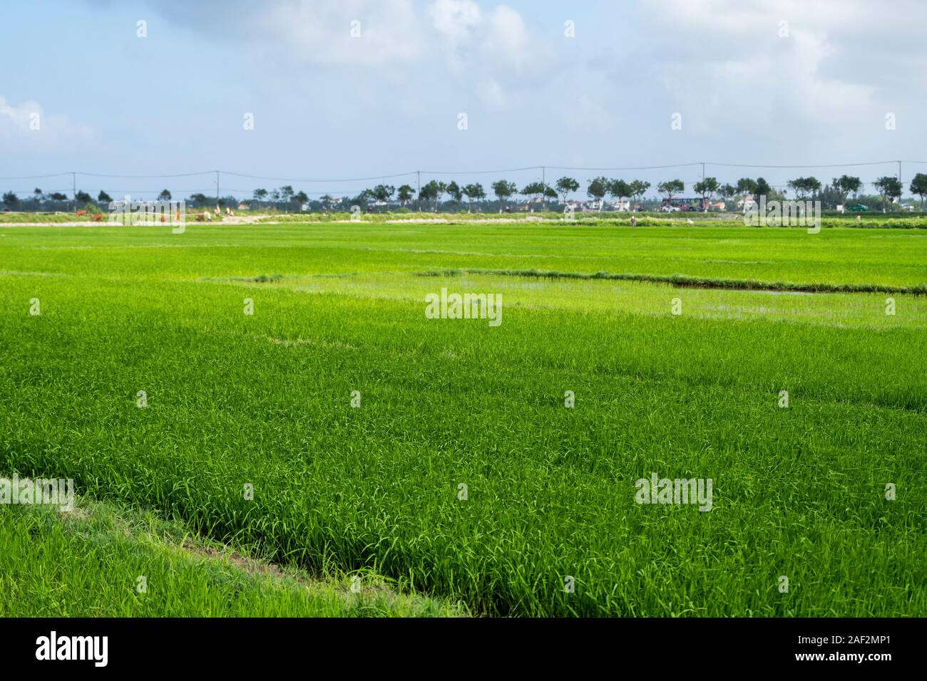 Green rice field in a daylight. Harvest of rice. Beautiful terraces of ...