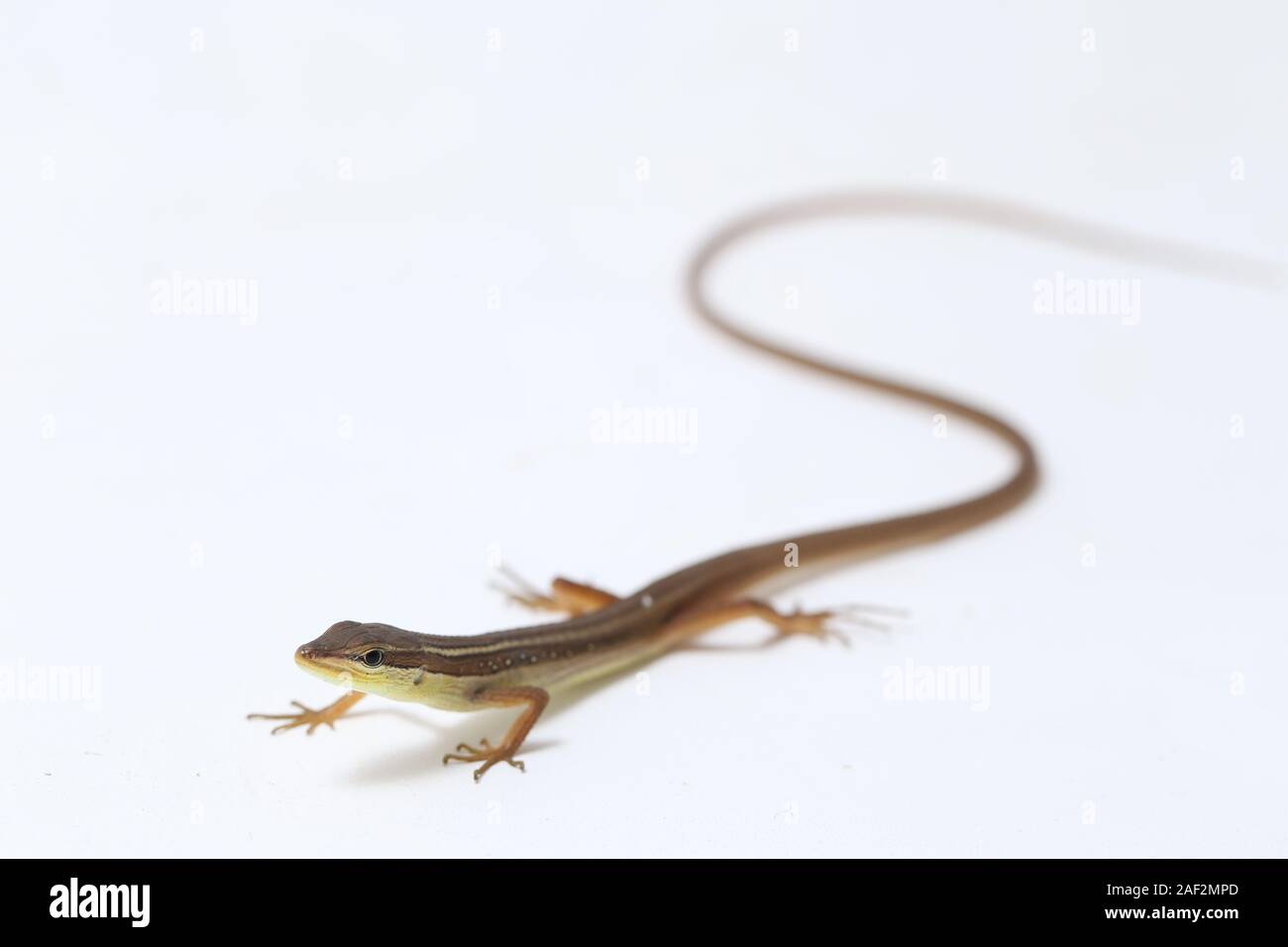 Long tailed grass lizard takydromus sexlineatus hi-res stock ...