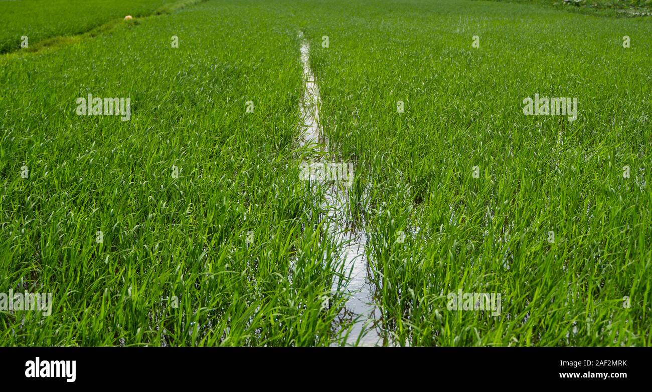 Green rice field in a daylight. Harvest of rice. Beautiful terraces of ...
