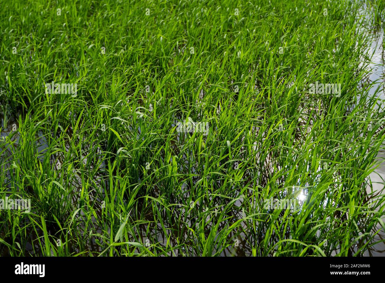 Green rice field in a daylight. Harvest of rice. Beautiful terraces of ...