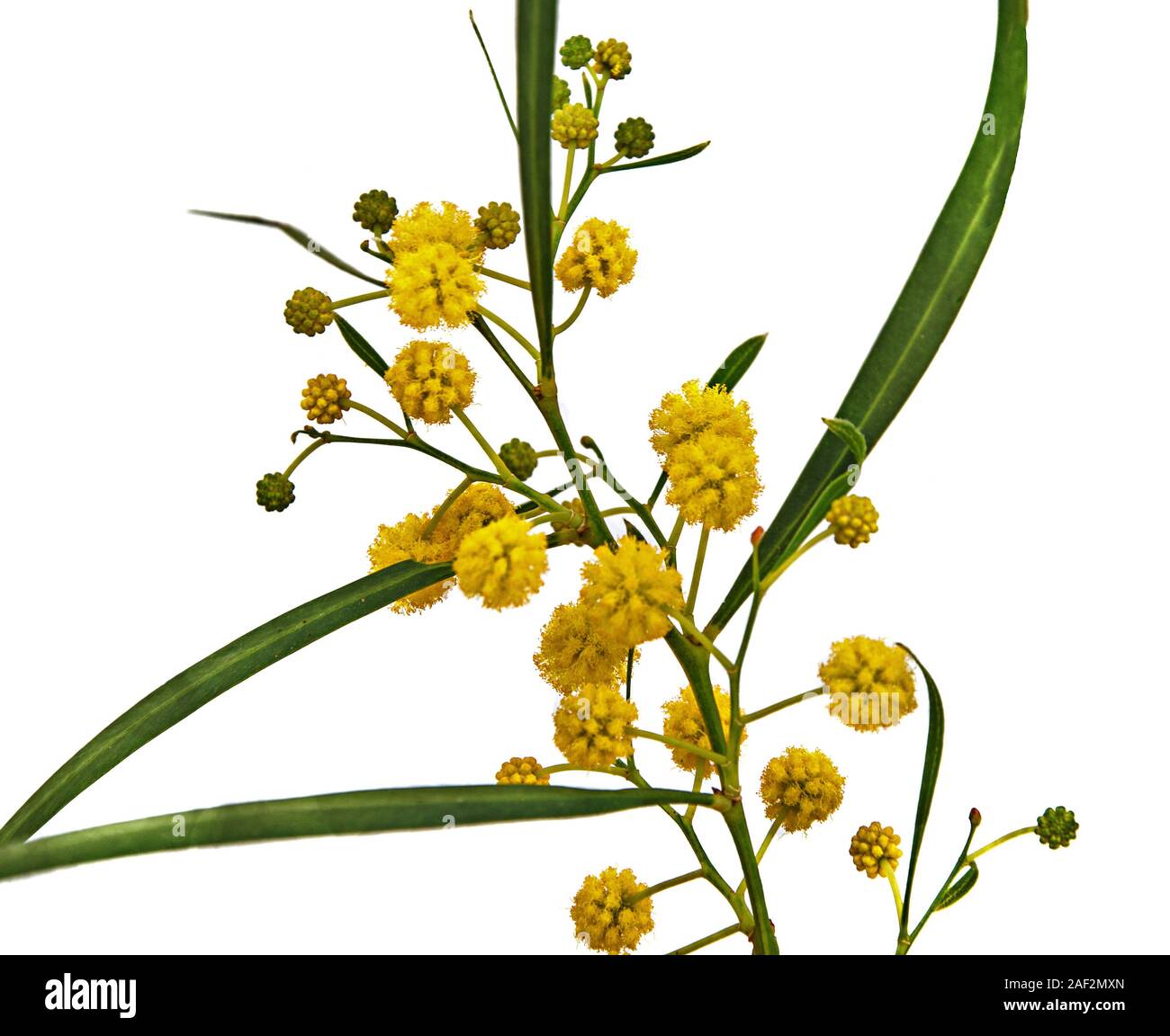 Close up of Acacia saligna Stock Photo - Alamy