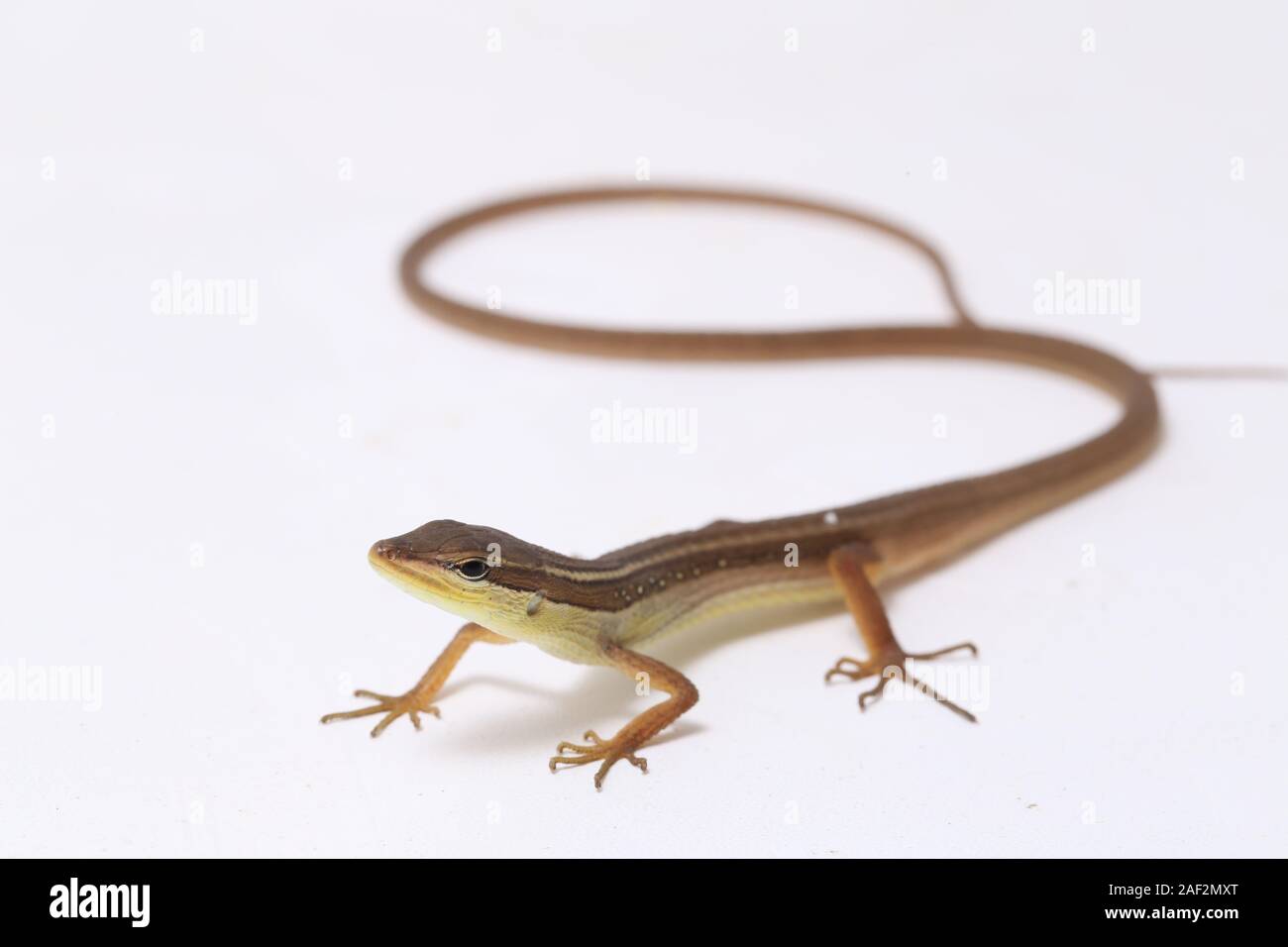 Long tailed grass lizard takydromus sexlineatus hi-res stock ...