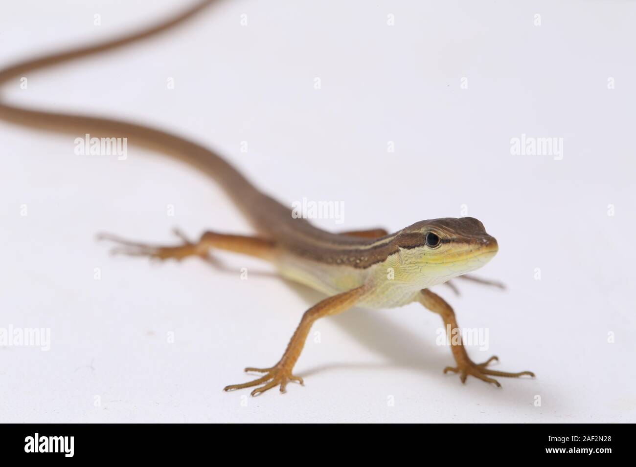 Long tailed grass lizard takydromus sexlineatus hi-res stock ...