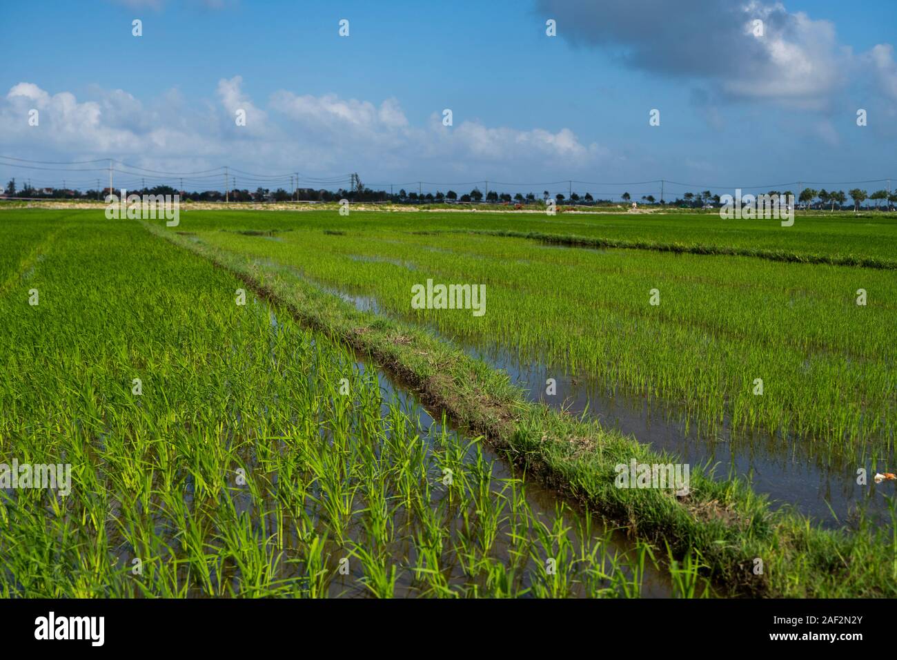 Green rice field in a daylight. Harvest of rice. Beautiful terraces of ...