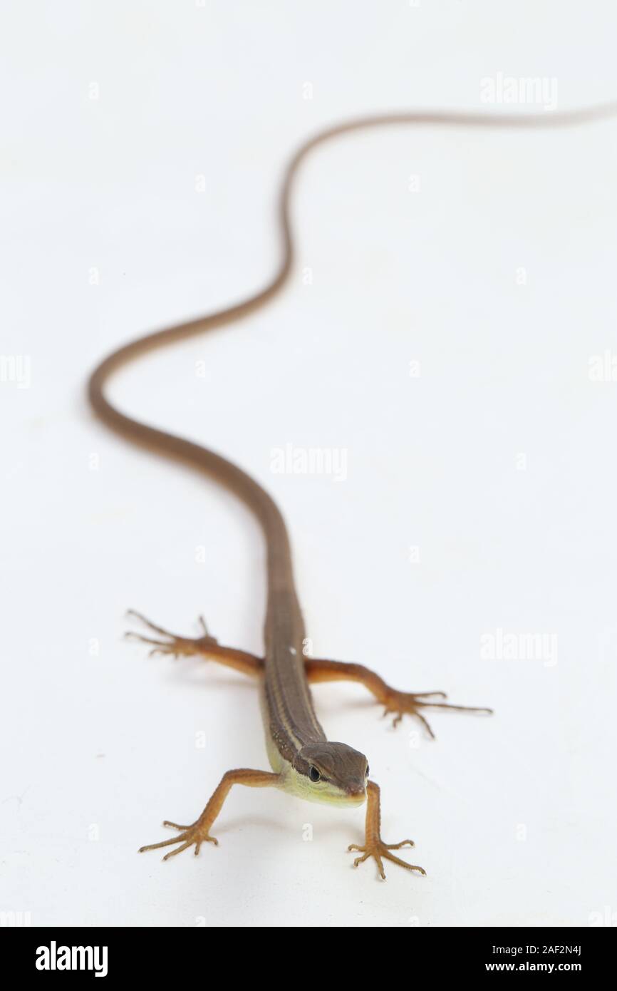 Long tailed grass lizard takydromus sexlineatus hi-res stock ...