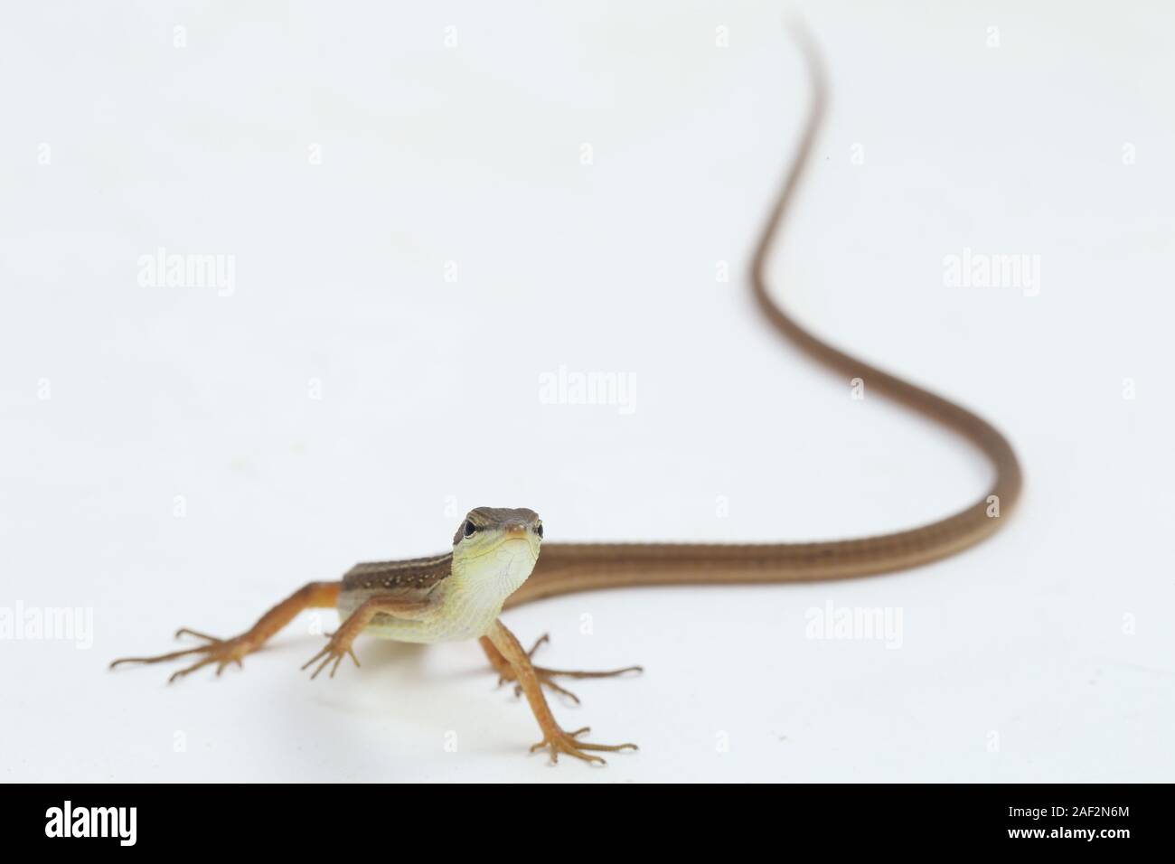Asian grass lizard, six-striped long-tailed lizard, or long-tailed ...
