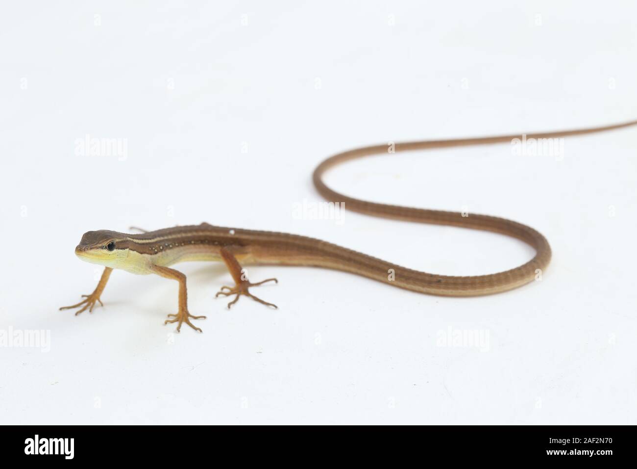 Long tailed grass lizard takydromus sexlineatus hi-res stock ...