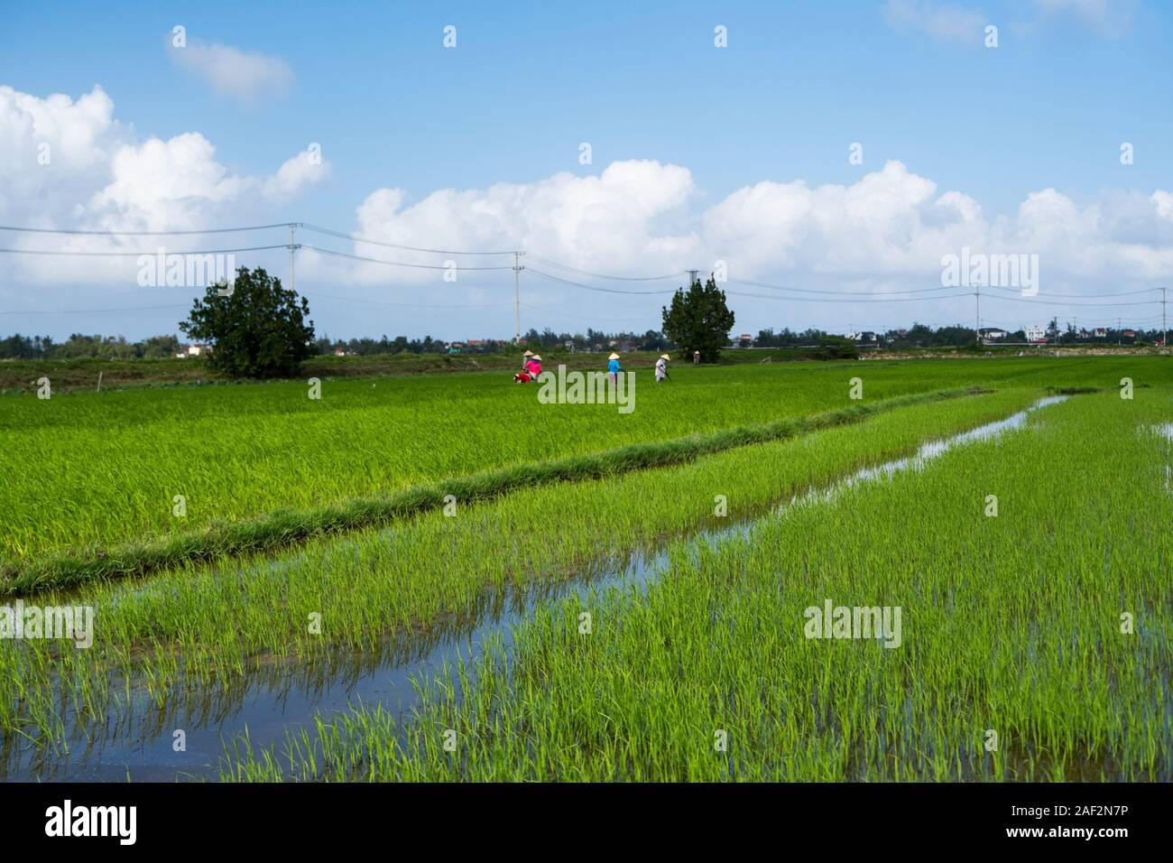 Green rice field in a daylight. Harvest of rice. Beautiful terraces of ...
