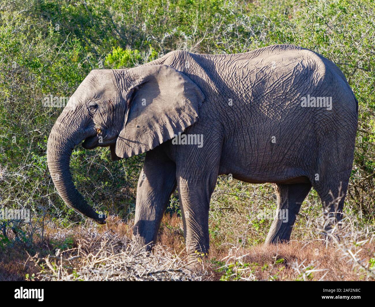 A young African Elephant feeding on a Sweet Thorn bush in South Africa ...
