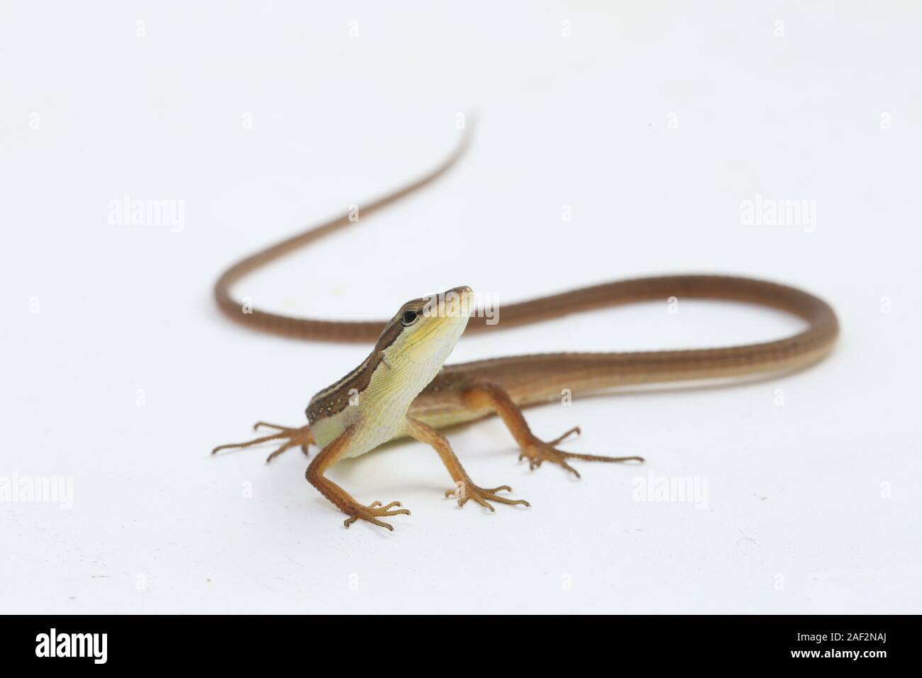 Long tailed grass lizard takydromus sexlineatus hi-res stock ...