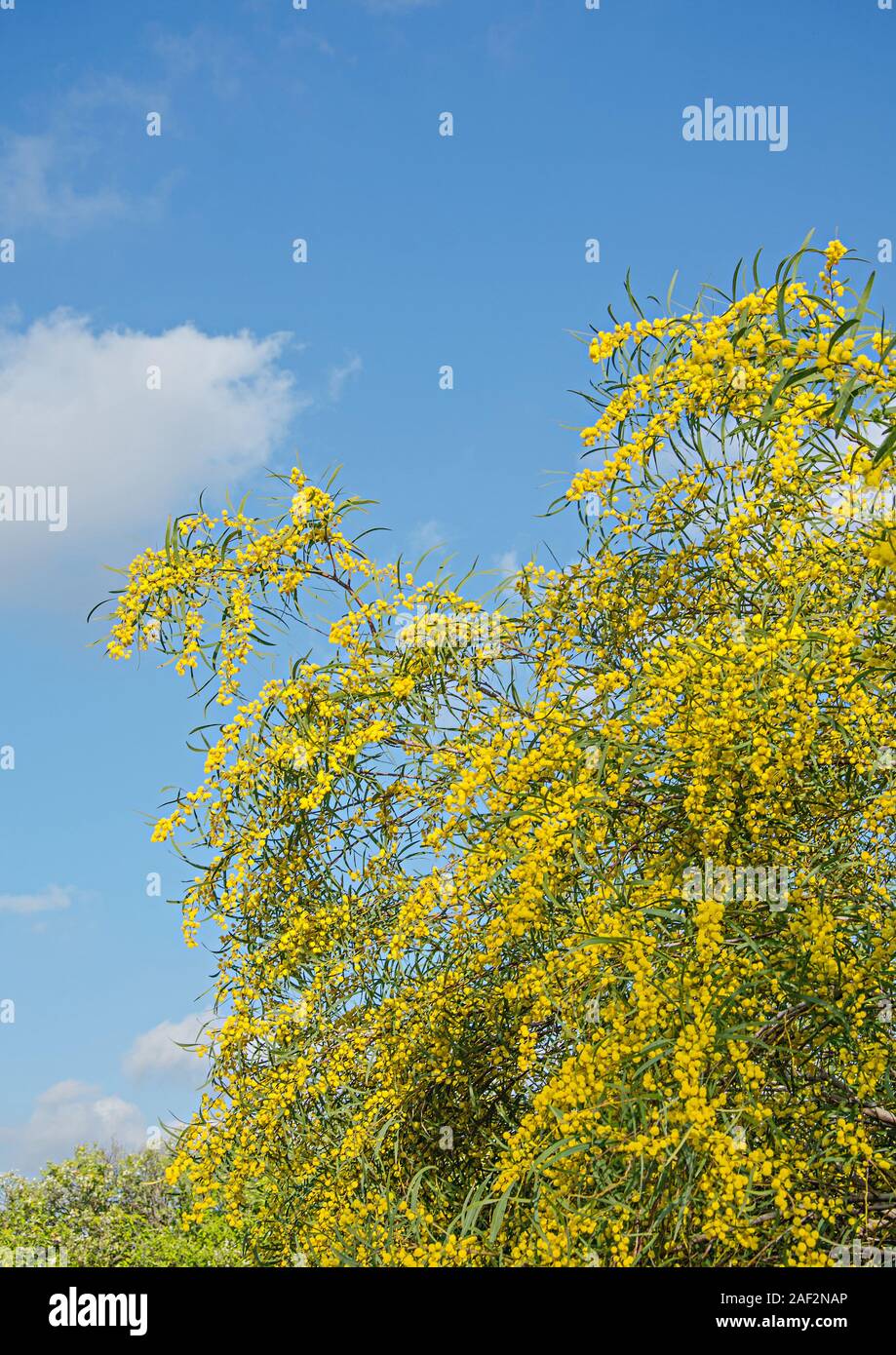 Acacia Saligna High Resolution Stock Photography and Images - Alamy