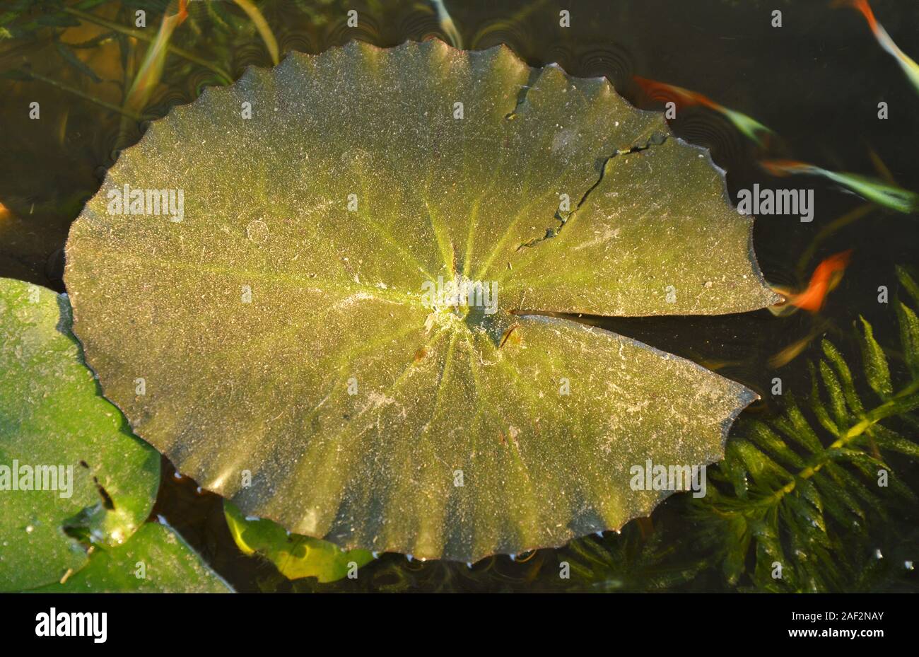 lotus leaf floating on water surface in basin Stock Photo - Alamy