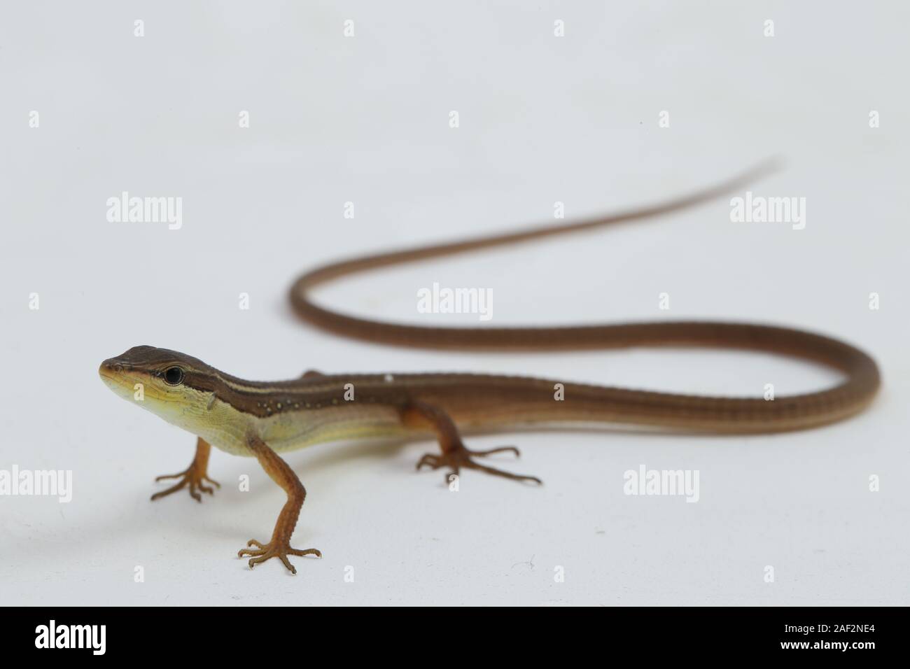Long tailed grass lizard takydromus sexlineatus hi-res stock ...