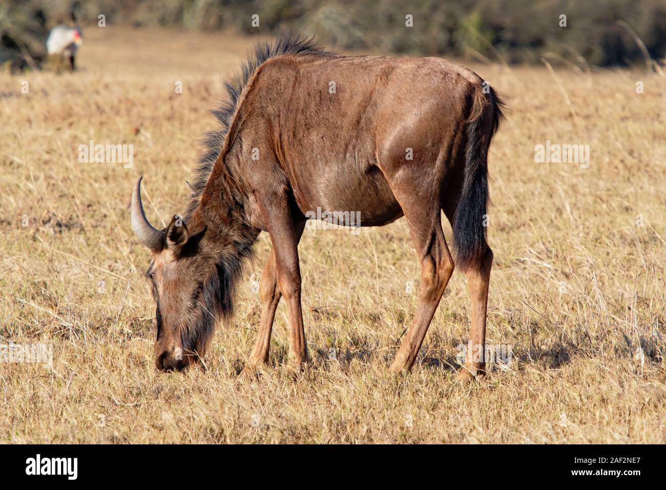 Blue wildebeest eating grass hi-res stock photography and images - Alamy