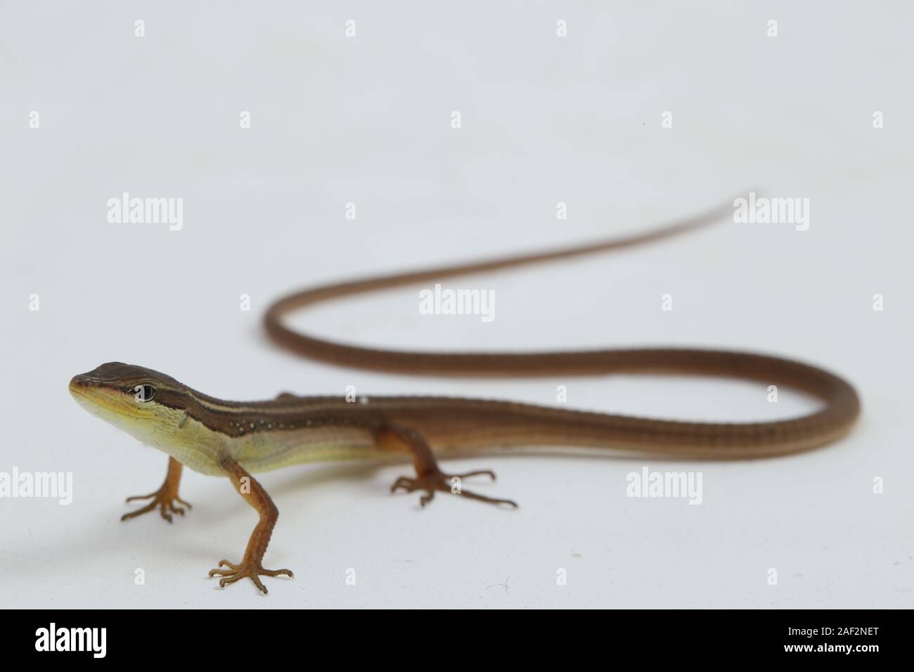 Long tailed grass lizard takydromus sexlineatus hi-res stock ...