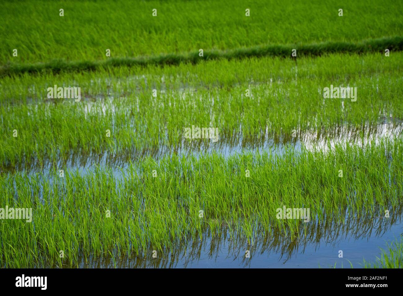 Green rice field in a daylight. Harvest of rice. Beautiful terraces of ...
