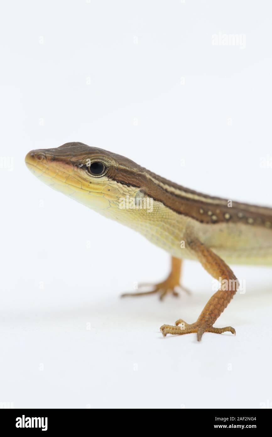 Long tailed grass lizard takydromus sexlineatus hi-res stock ...