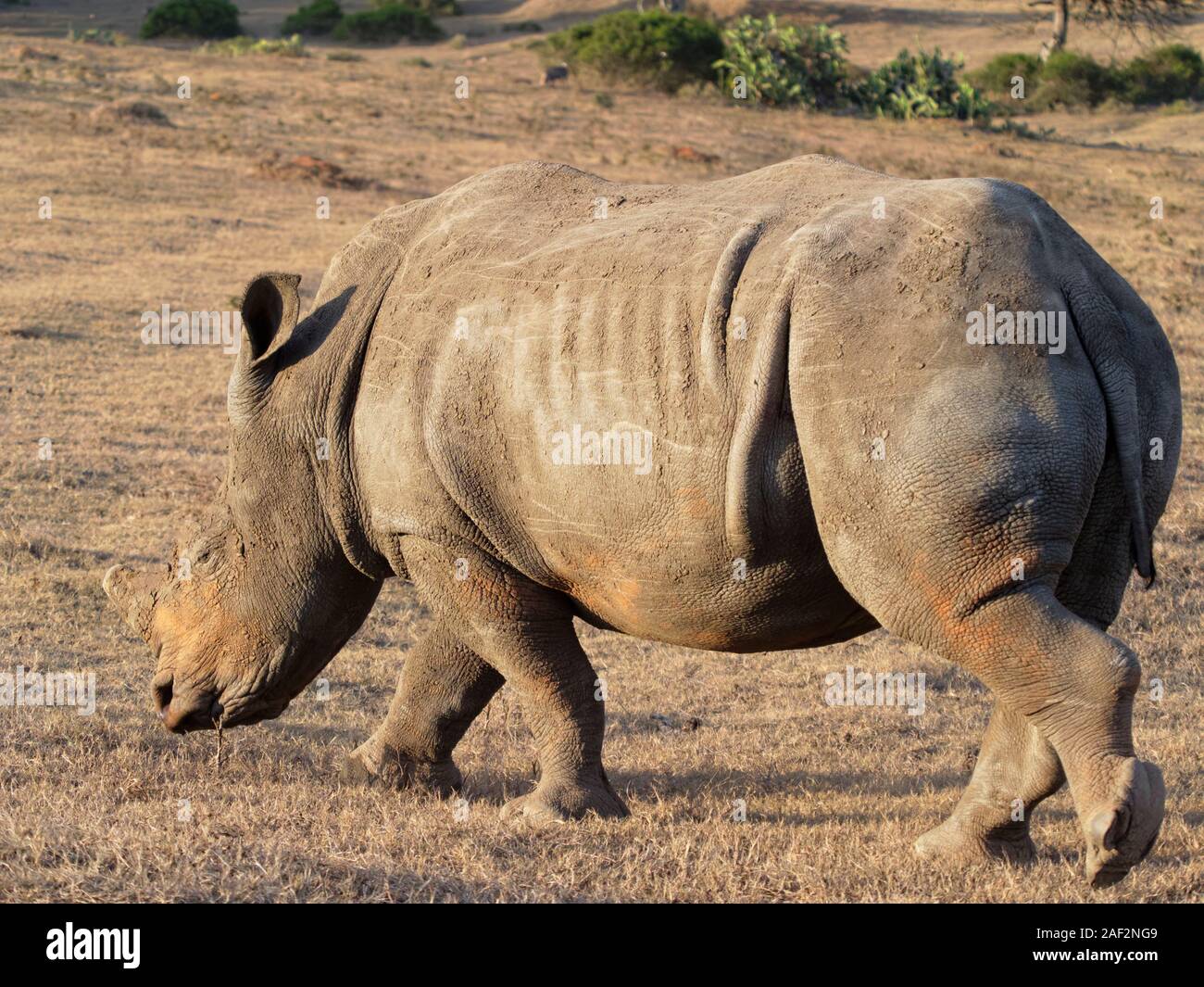 Sea rhinoceros hi-res stock photography and images - Alamy