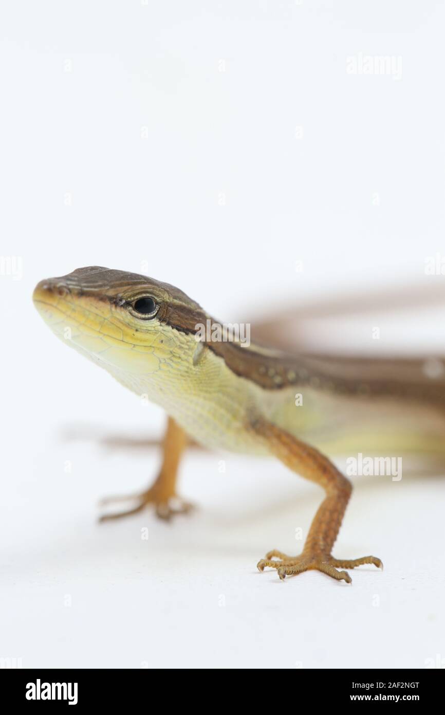 Long tailed grass lizard hi-res stock photography and images - Alamy
