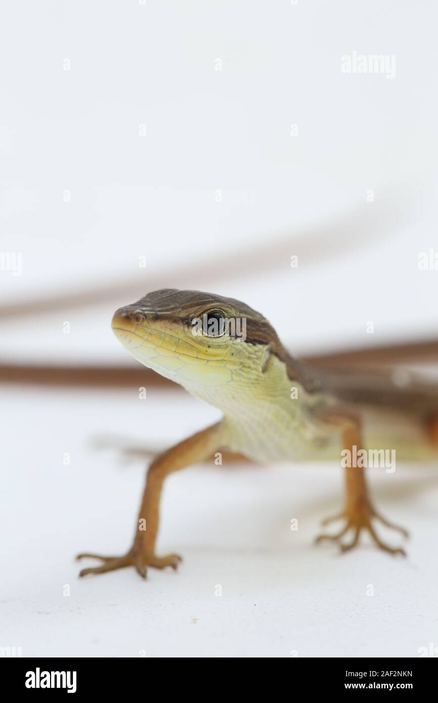 Long tailed grass lizard takydromus sexlineatus hi-res stock ...