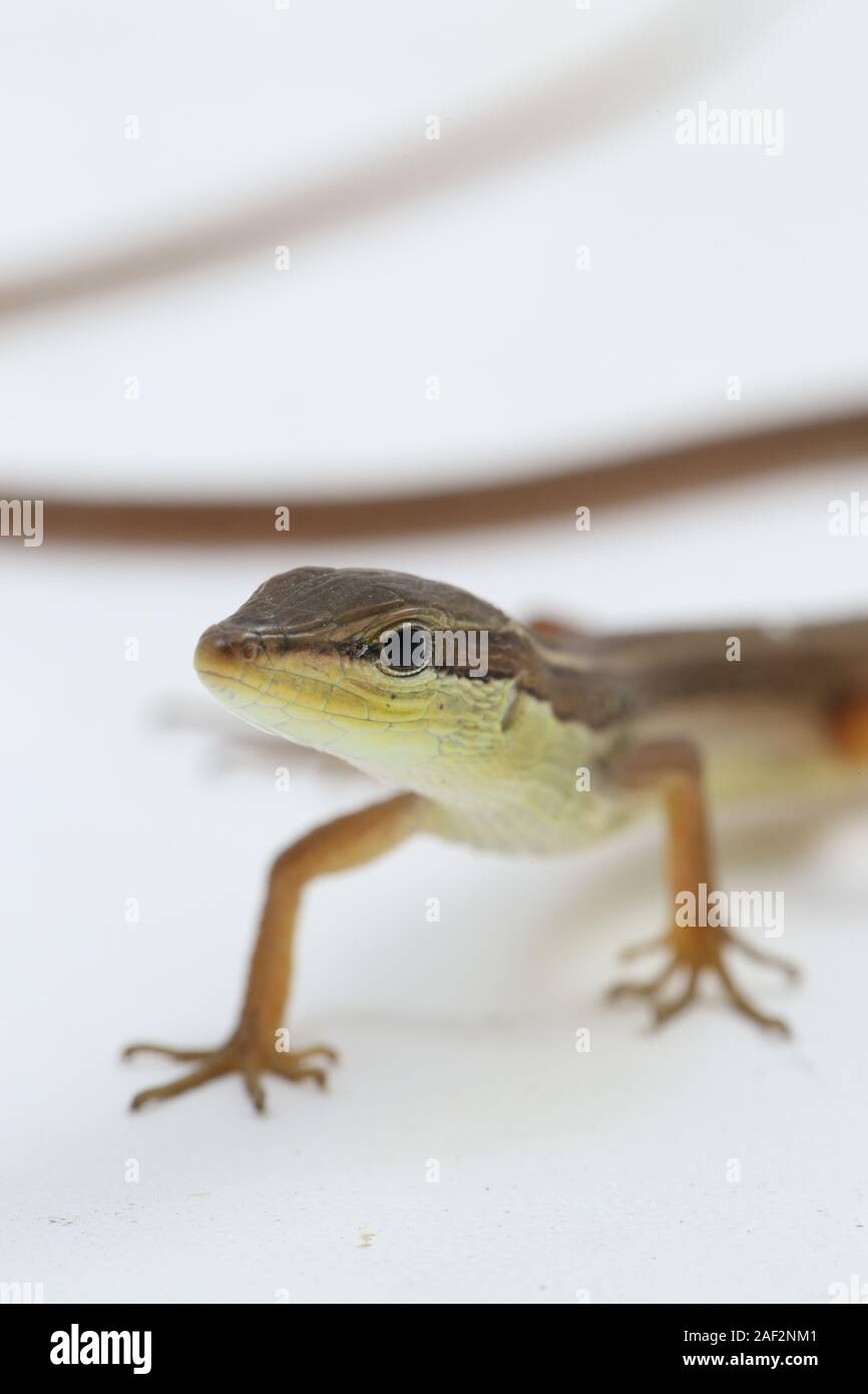 Long tailed grass lizard takydromus sexlineatus hi-res stock ...